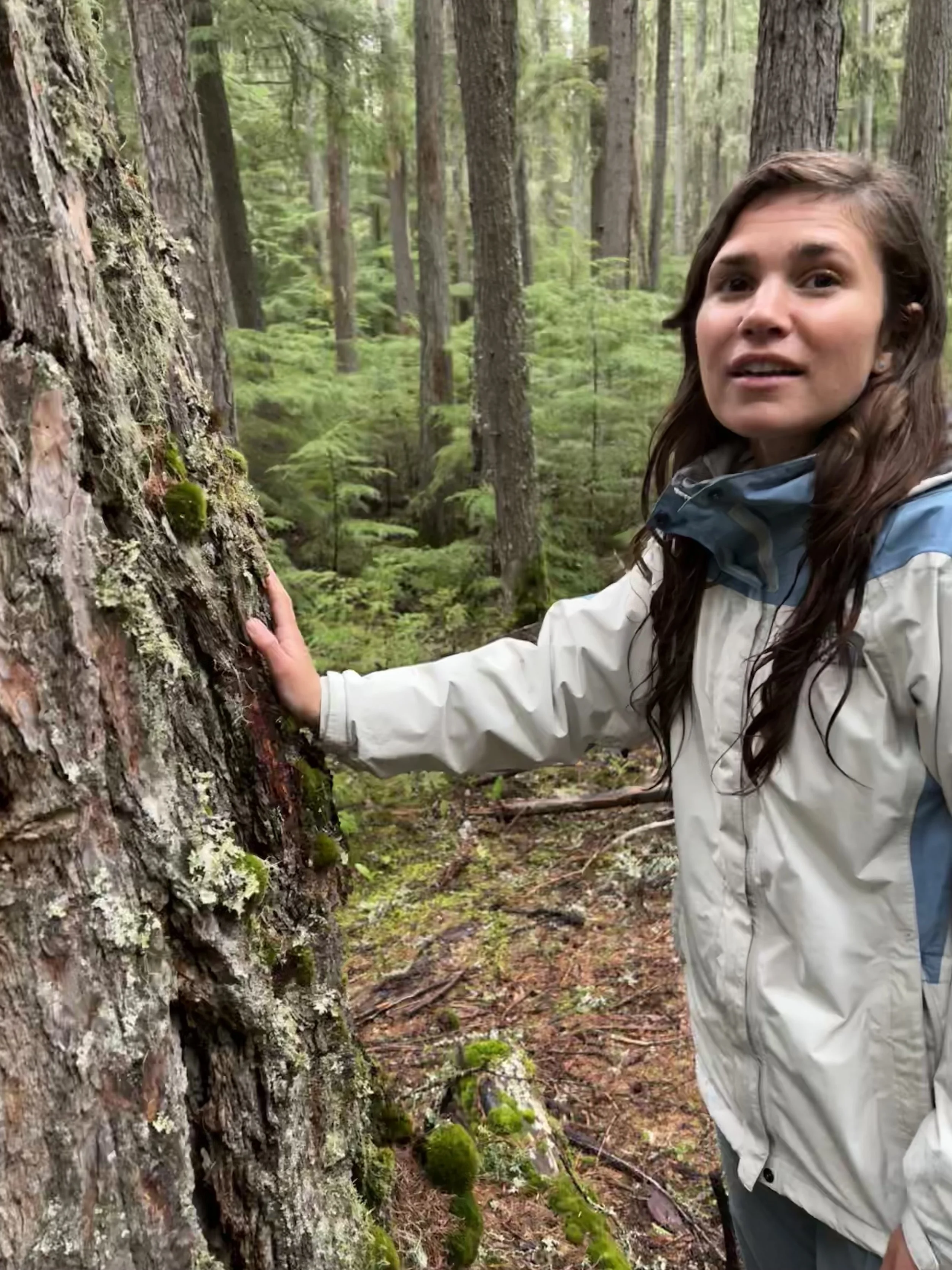About Us — Protect Ancient Forests
