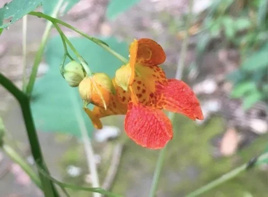 Plants of the Cherokee — Reflection Riding | Chattanooga nature center ...