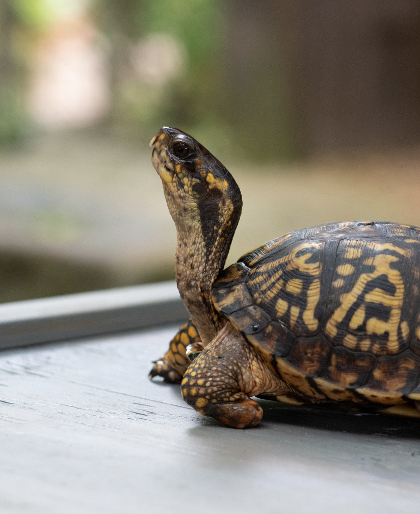 Eastern Box Turtle — Reflection Riding | Chattanooga nature center ...