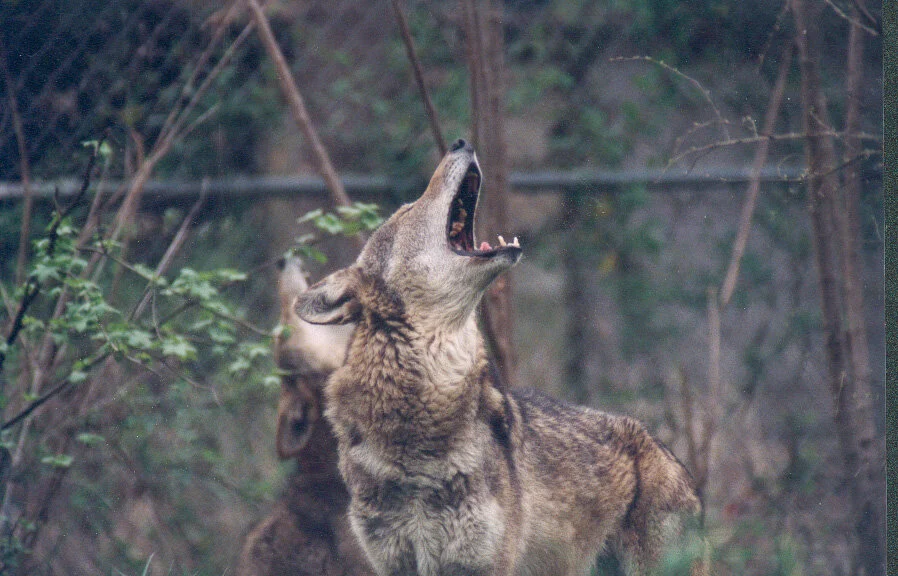 It’s Red Wolf Breeding Season! — Reflection Riding | Chattanooga nature ...