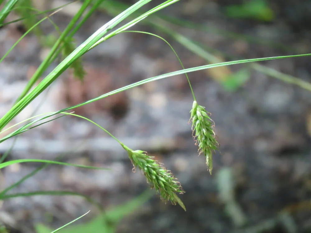 Cherokee Sedge — Reflection Riding | Chattanooga nature center, native ...