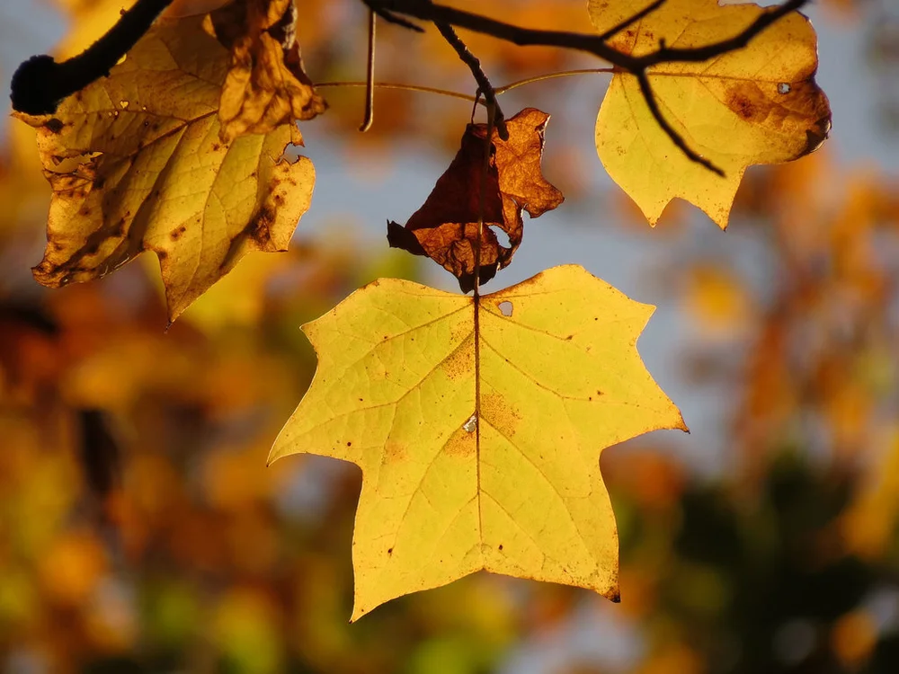 Fall’s Yellow Leaves: Which Trees Produce Yellow Leaves in Fall ...