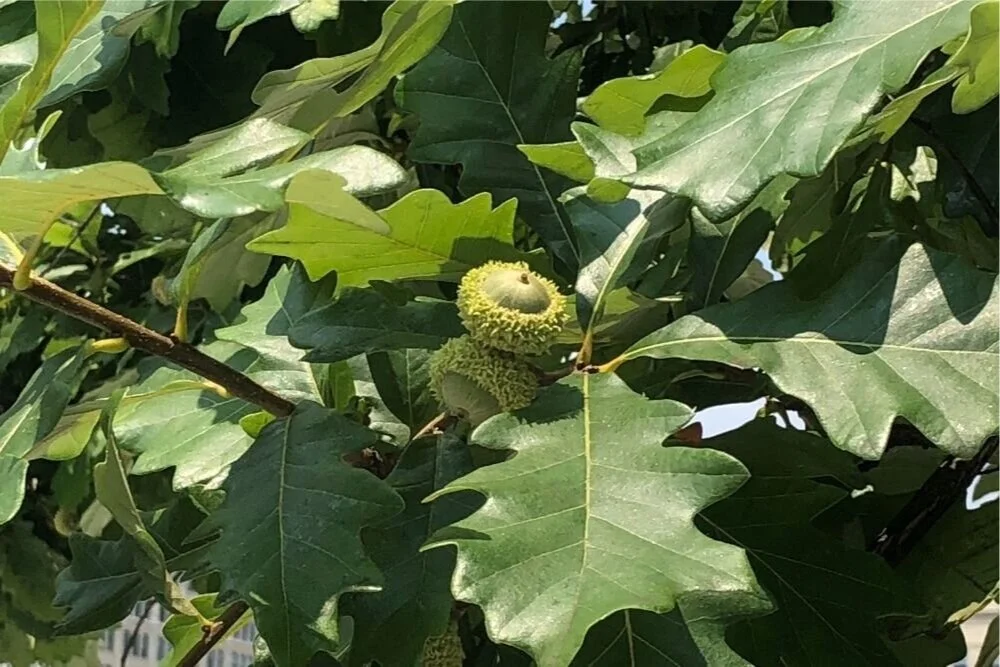 Swamp White Oak — Reflection Riding | Chattanooga nature center, native ...