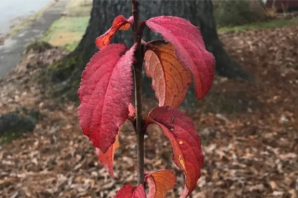 Rusty Blackhaw Viburnum — Reflection Riding | Chattanooga nature center ...