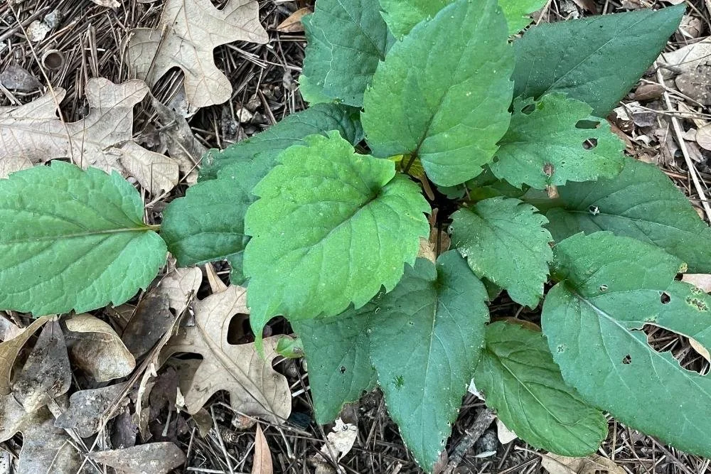 White Wood Aster — Reflection Riding | Chattanooga nature center ...