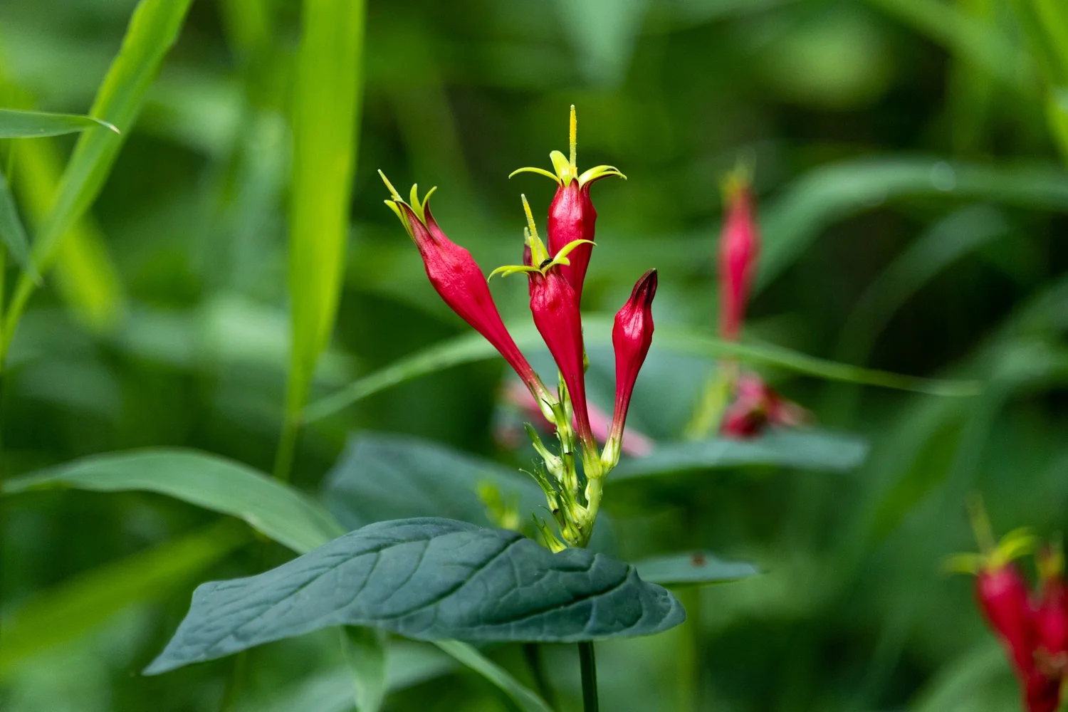 Build an Incredible Native Garden — Reflection Riding | Chattanooga ...