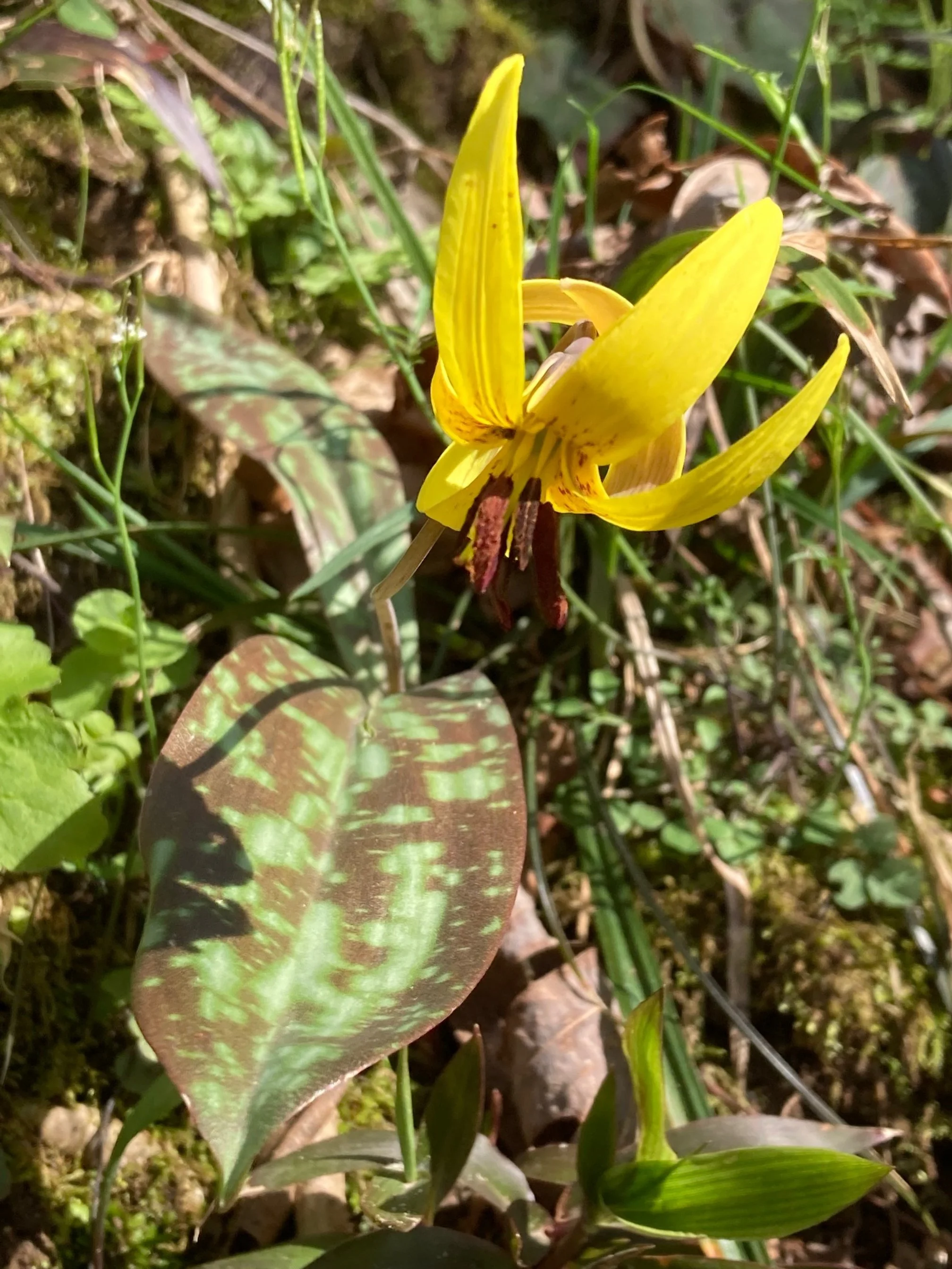Build an Incredible Native Garden — Reflection Riding | Chattanooga ...