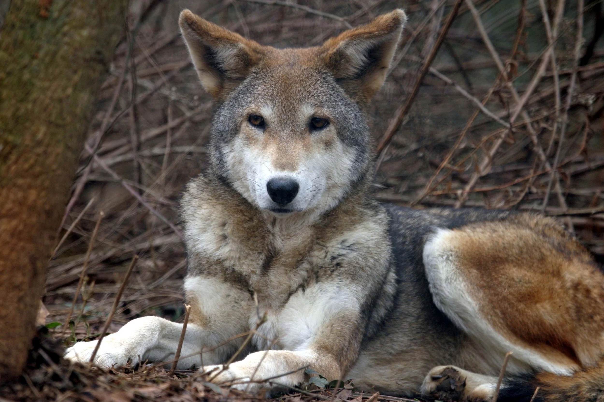 Reflections from the Annual Red Wolf Summit — Reflection Riding ...