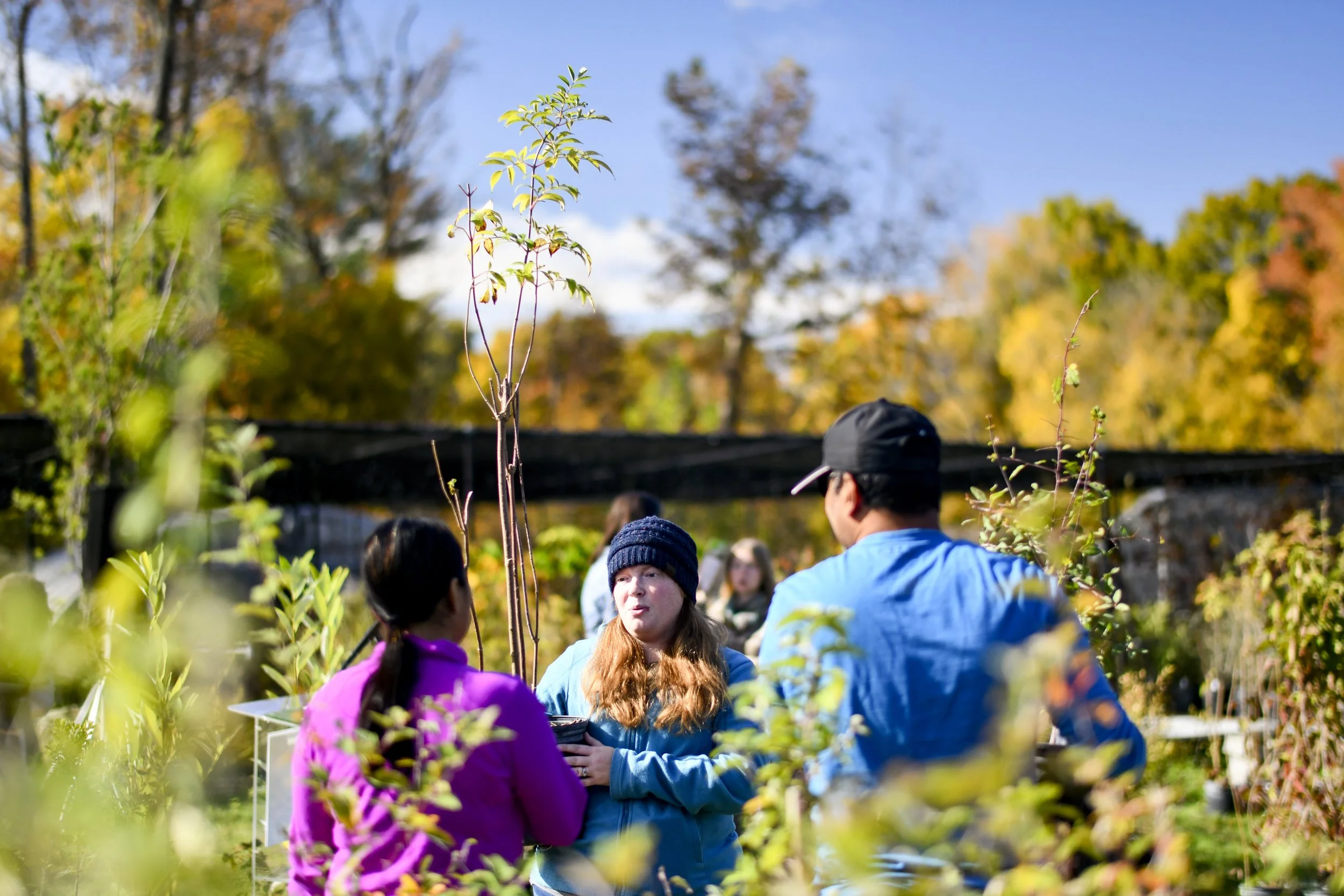 Free Tree ReLeaf Puts Native Trees into the Community — Reflection ...