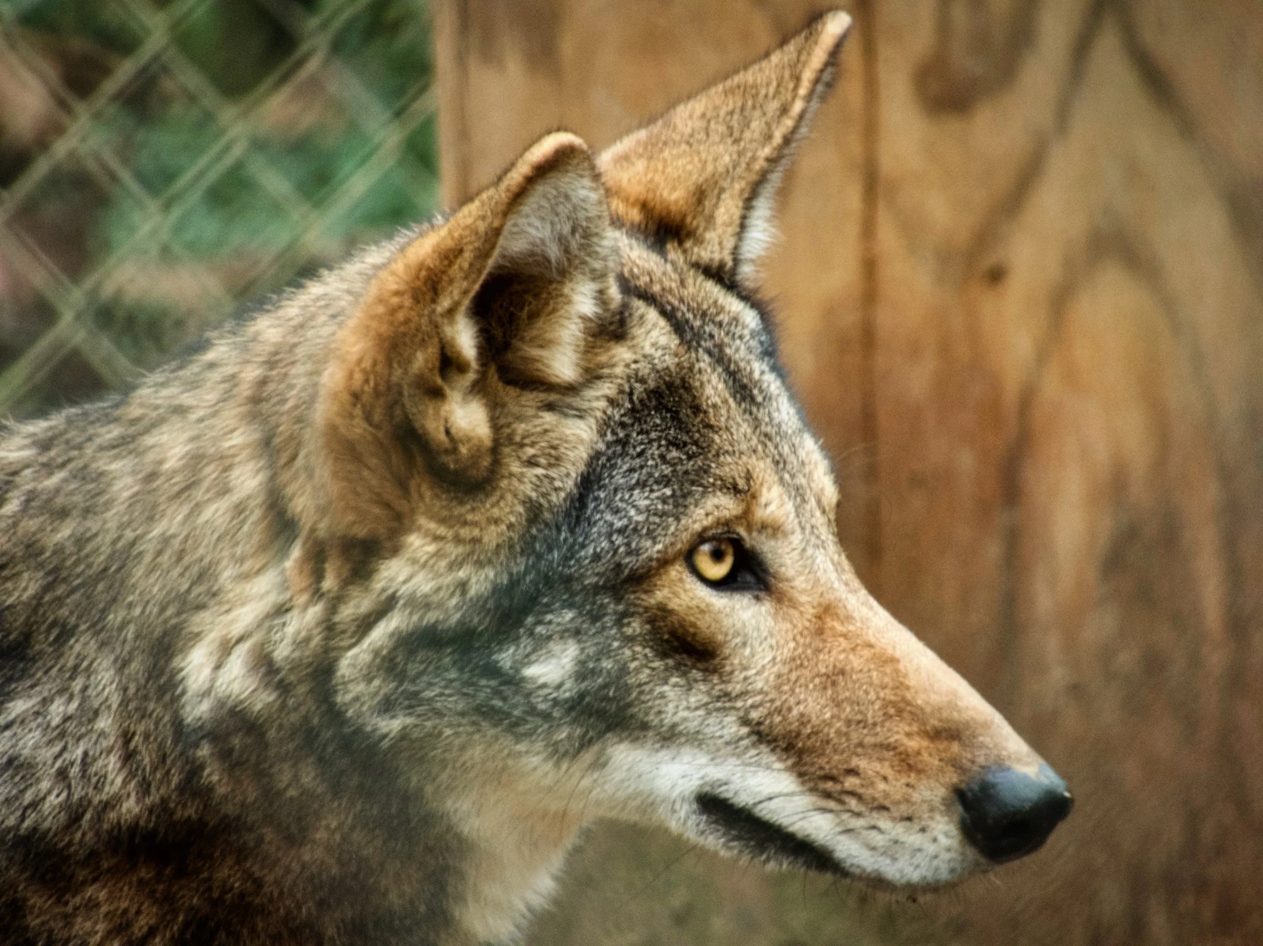Red Wolf Species Survival Plan 2022 Annual Meeting Update — Reflection ...