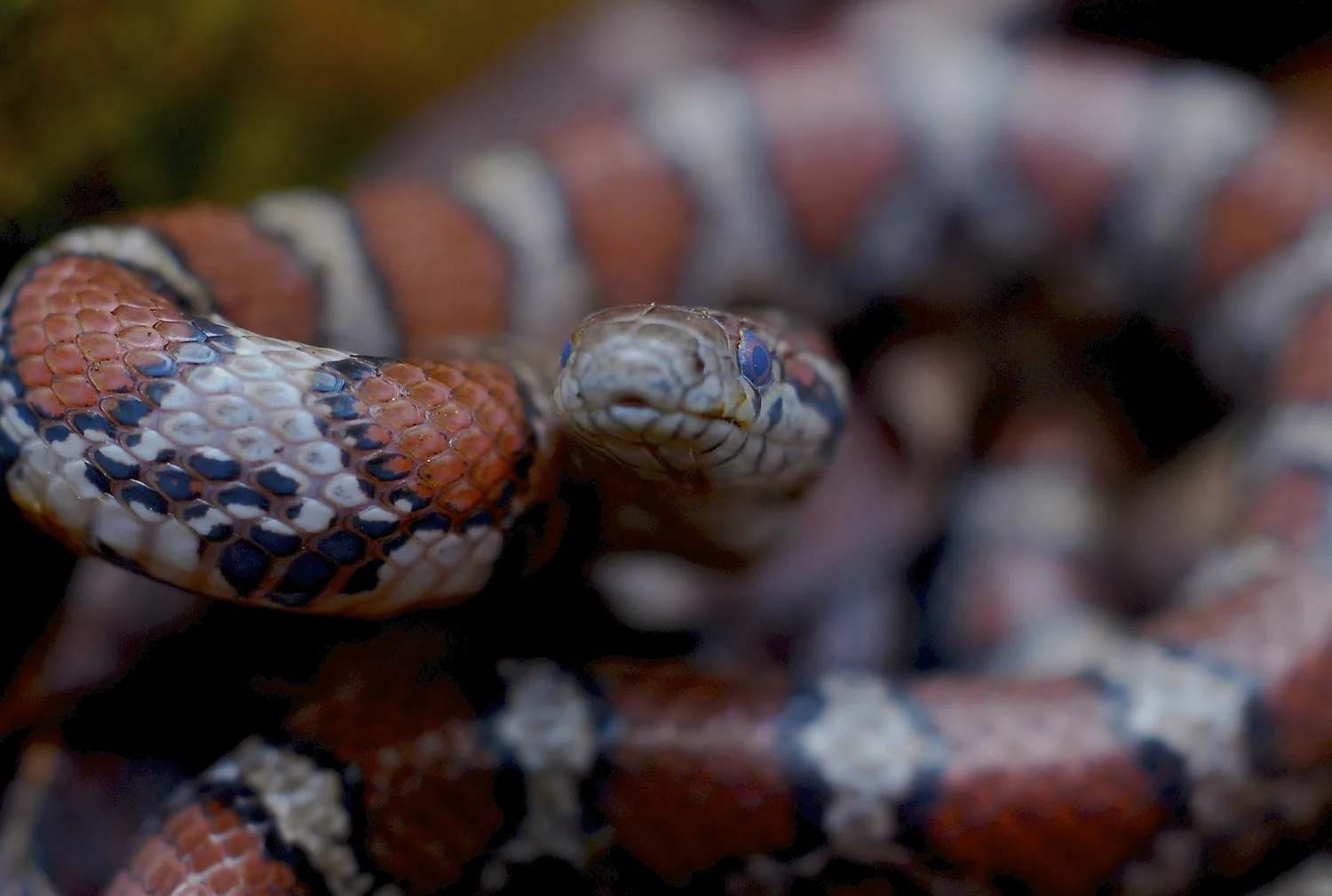 Snakes, Why Does It Have To Be Snakes?! — Reflection Riding ...