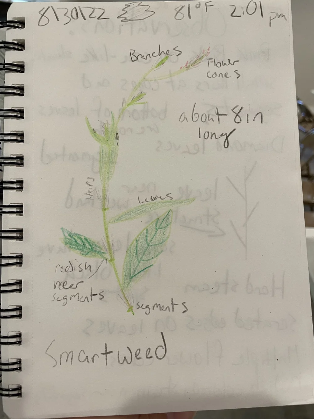 Forest Homeschool Nature Journal — Reflection Riding | Chattanooga ...