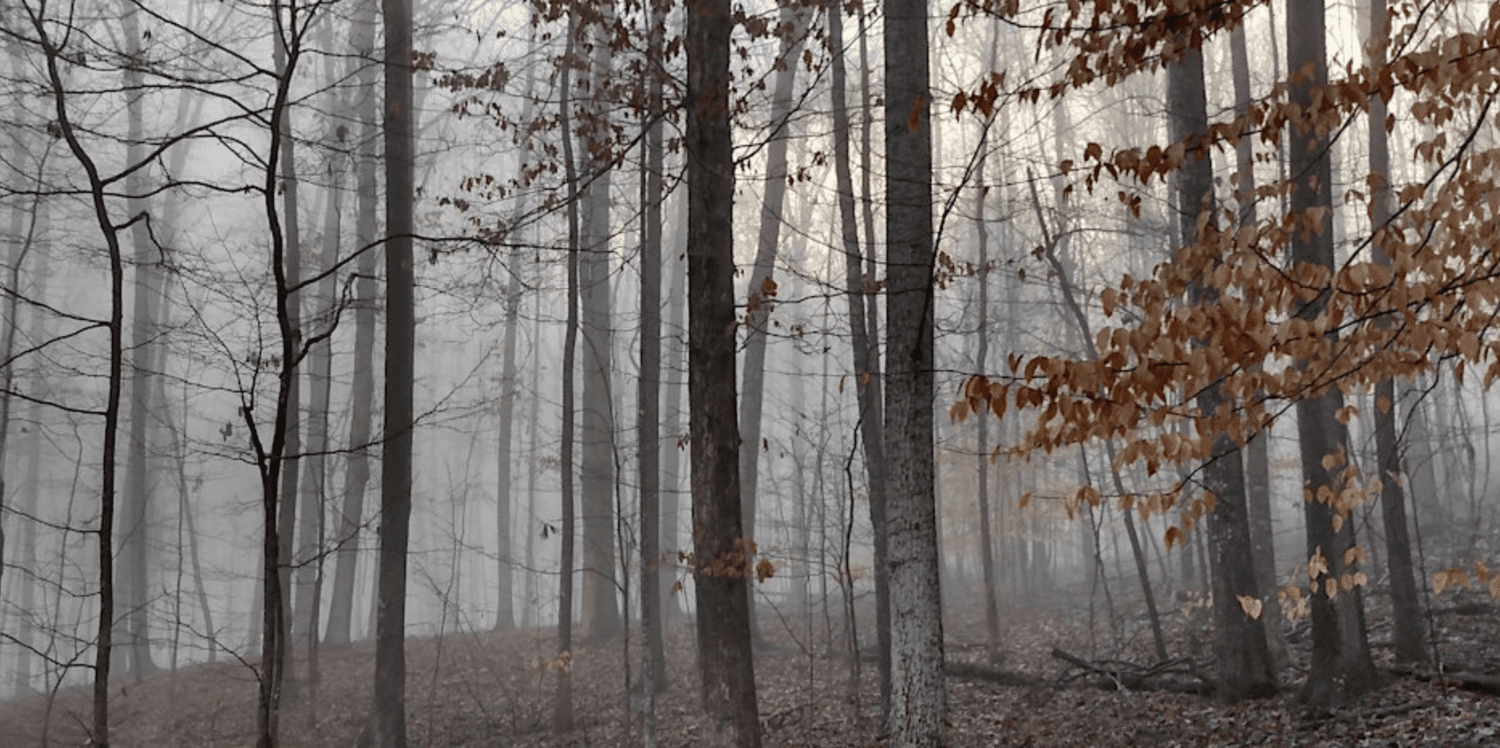 CANCELED: Winter Tree ID with Scenic City Arborists — Reflection Riding ...