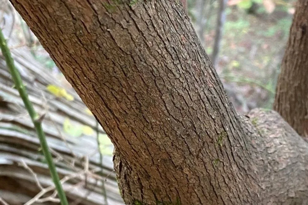 Sparkleberry — Reflection Riding | Chattanooga nature center, native ...
