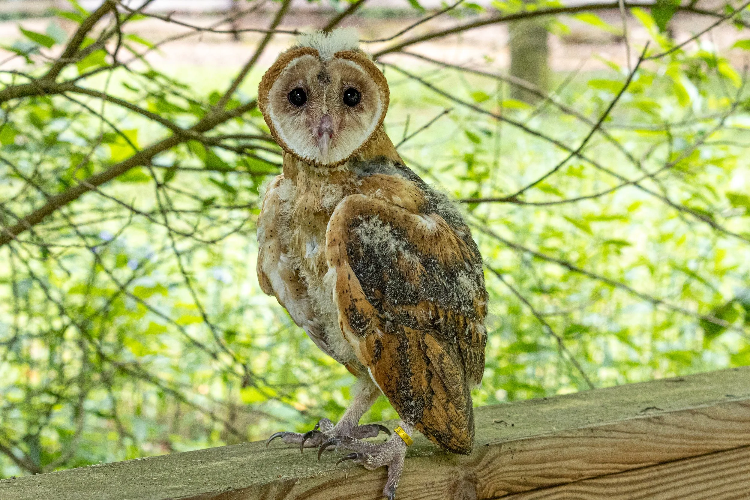 Stories from the Forest: Taylor and Winnie the Barn Owl — Reflection ...