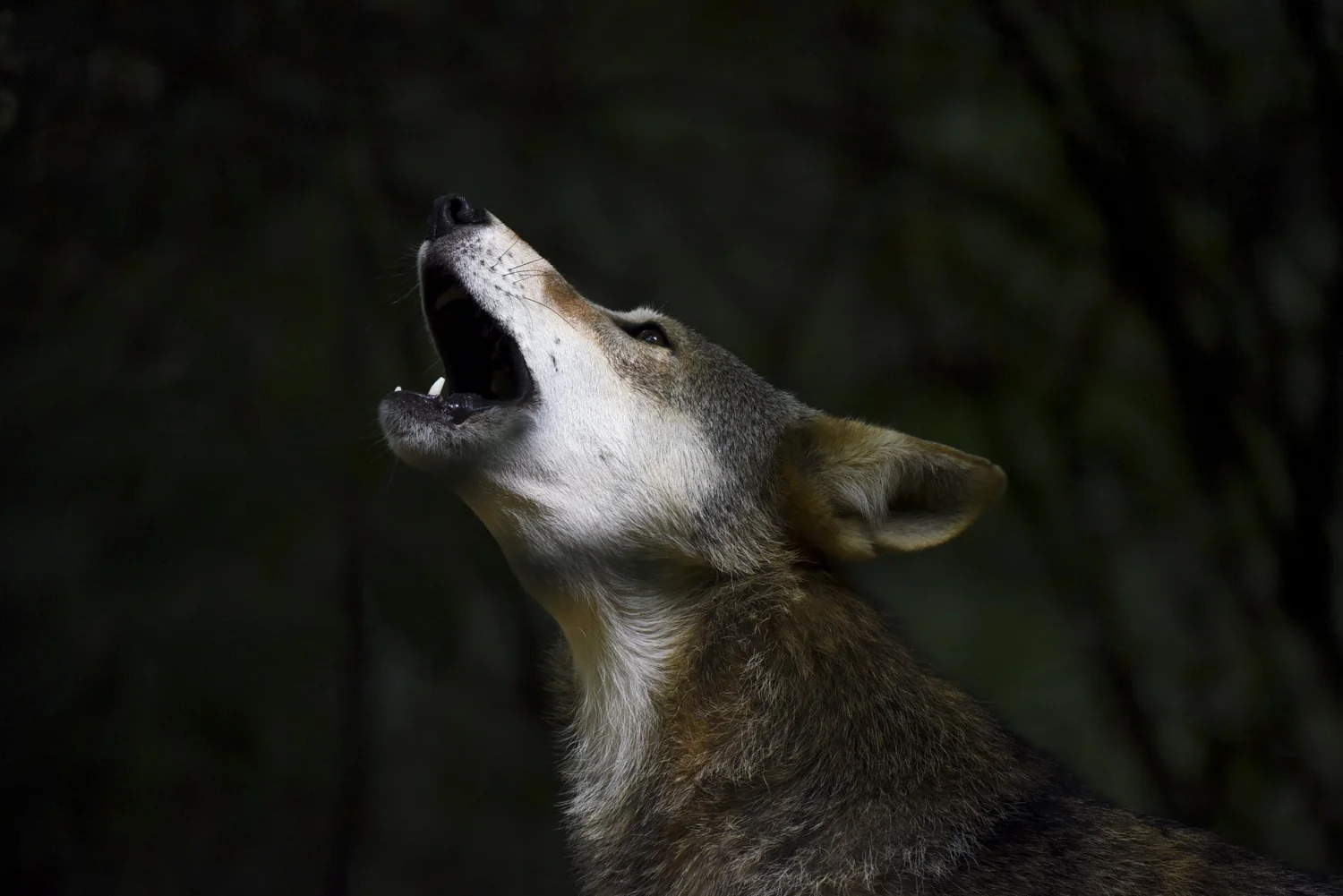 Red Wolf Conservation in the Spotlight — Reflection Riding ...