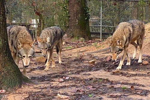 Red Wolf Release with Ties to Reflection Riding — Reflection Riding ...