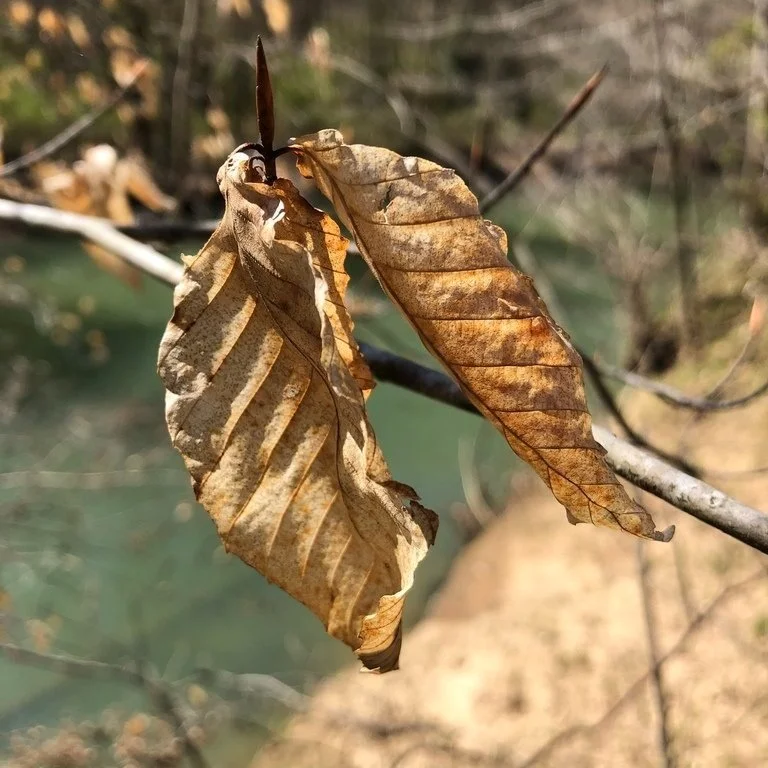 Marcescence — Reflection Riding | Chattanooga nature center, native ...