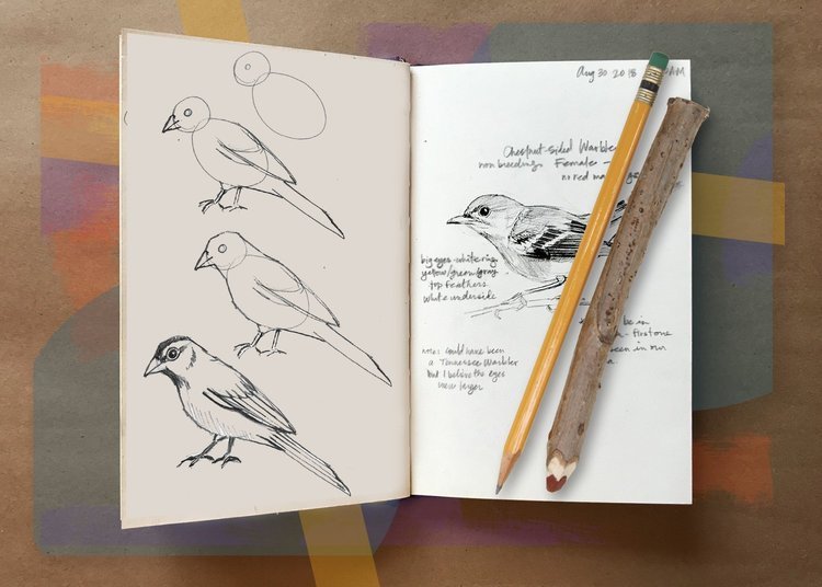 Drawing Realistic Birds with The Chattery — Reflection Riding ...