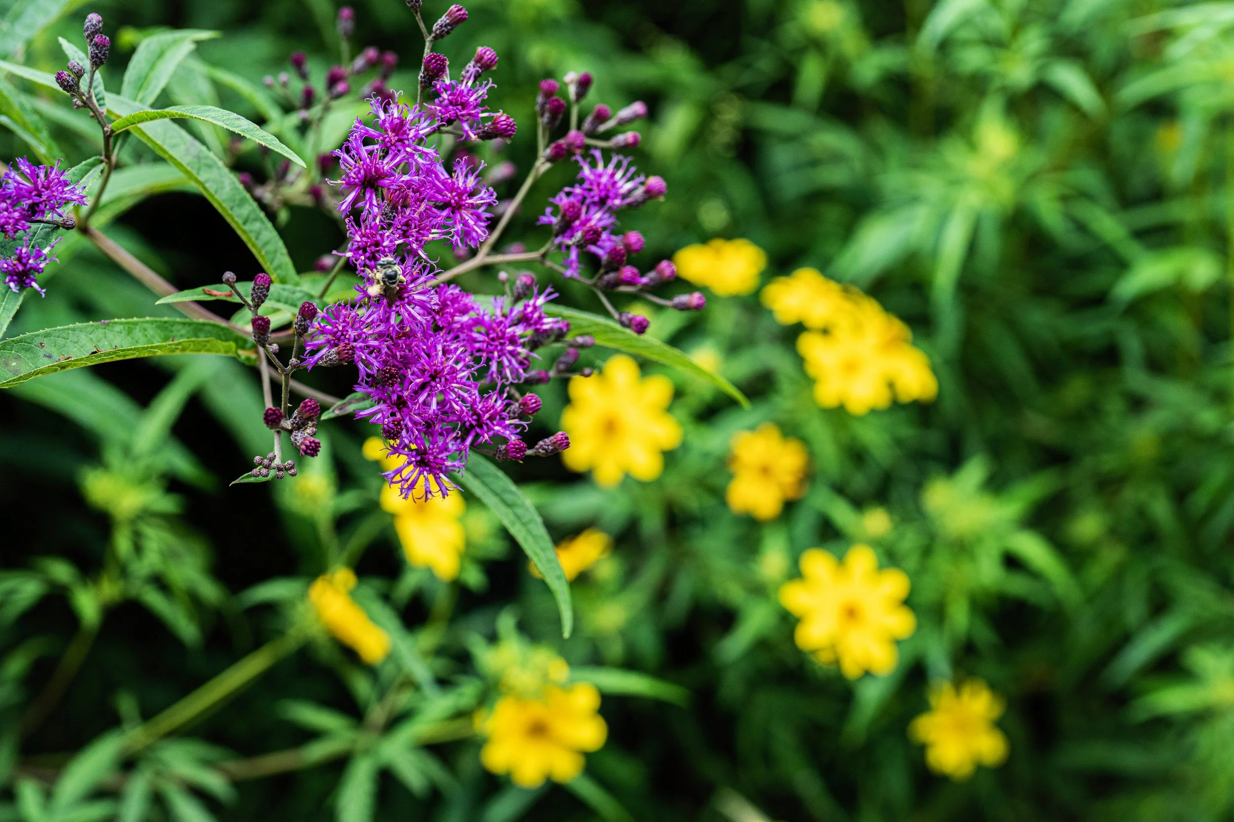 "What are those yellow flowers at Reflection Riding?" — Reflection ...