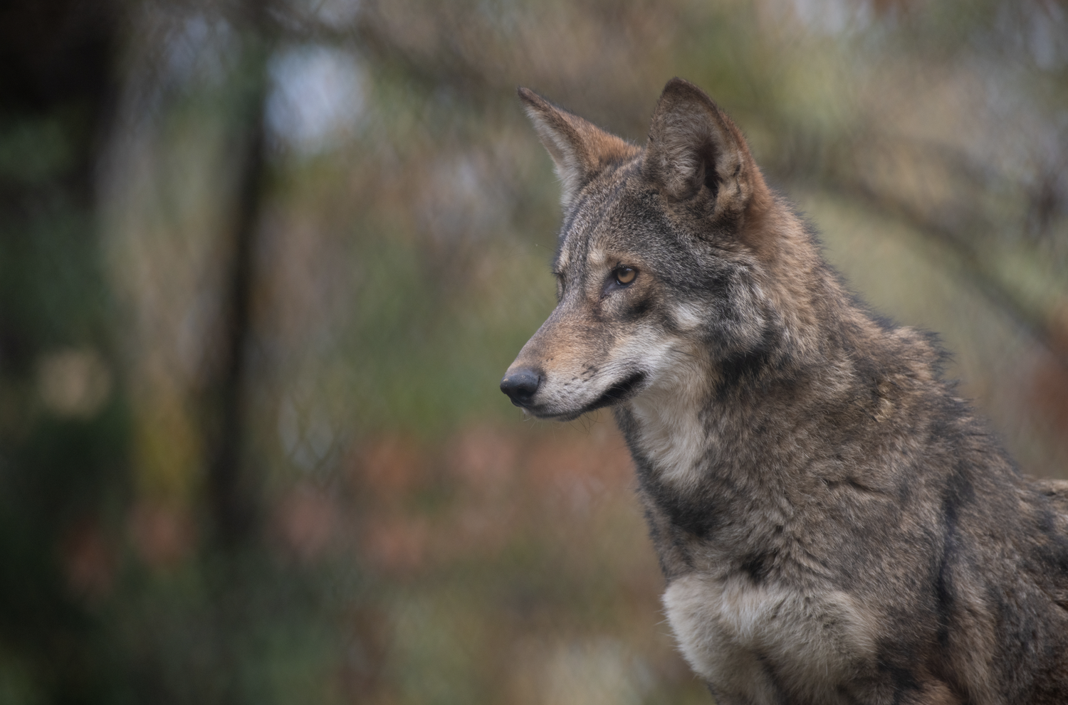 Red Wolf 2025 Update — Reflection Riding | Chattanooga nature center ...