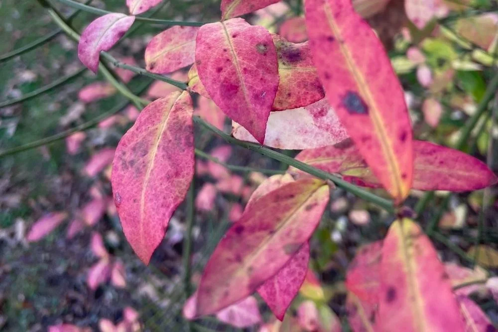 Strawberry Bush — Reflection Riding | Chattanooga nature center, native ...