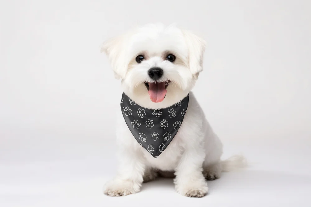 Dog Doodles Collection | Sandra Hutter Designs | Wallpaper - Fabric ...