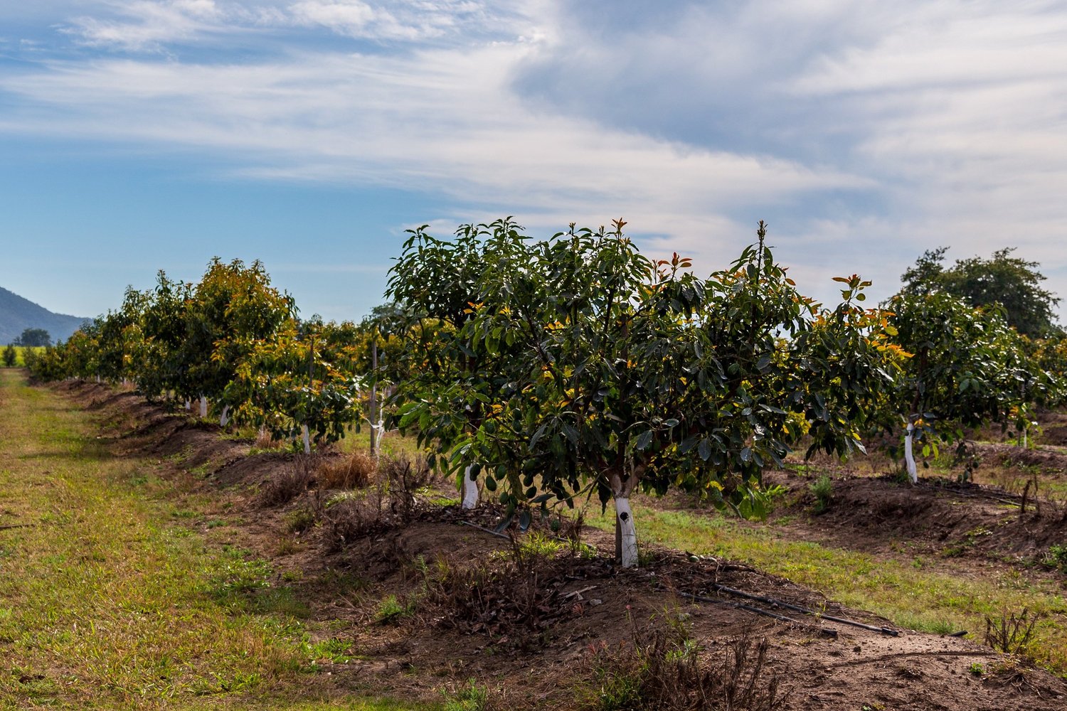 El suelo y el clima necesarios para la producción sostenible de aguacate — climaproagro