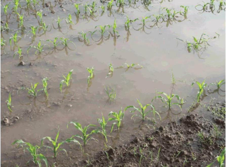 Impacto del exceso de humedad del suelo en los cultivos agrícolas ...