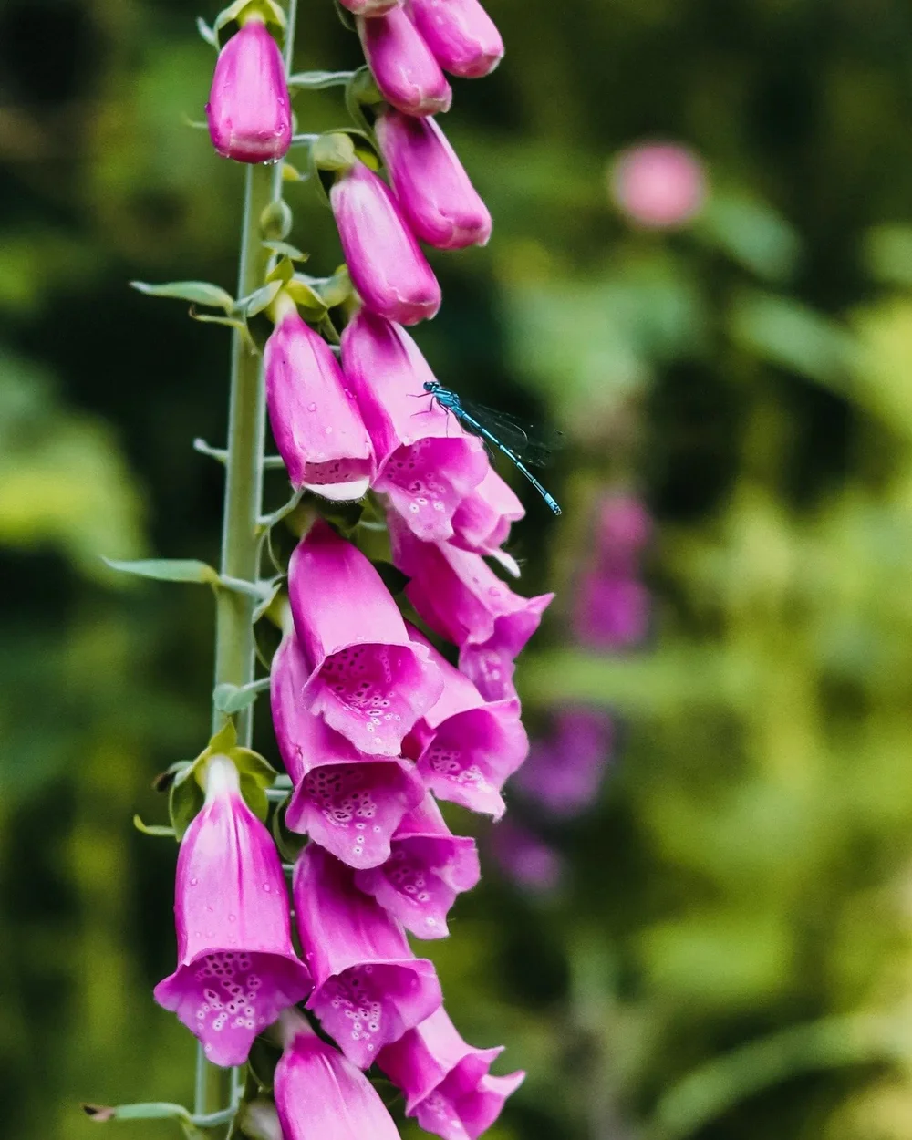 Arcadia Glamping Cabins | Scotland | Hot Tubs | Loch Lomond