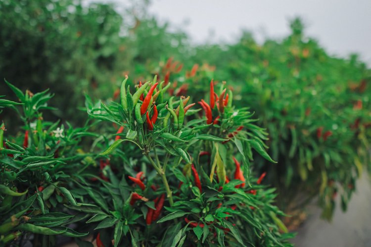 February 8th, 2026: Cultural Food Traditions Project: Palestine — Slow ...