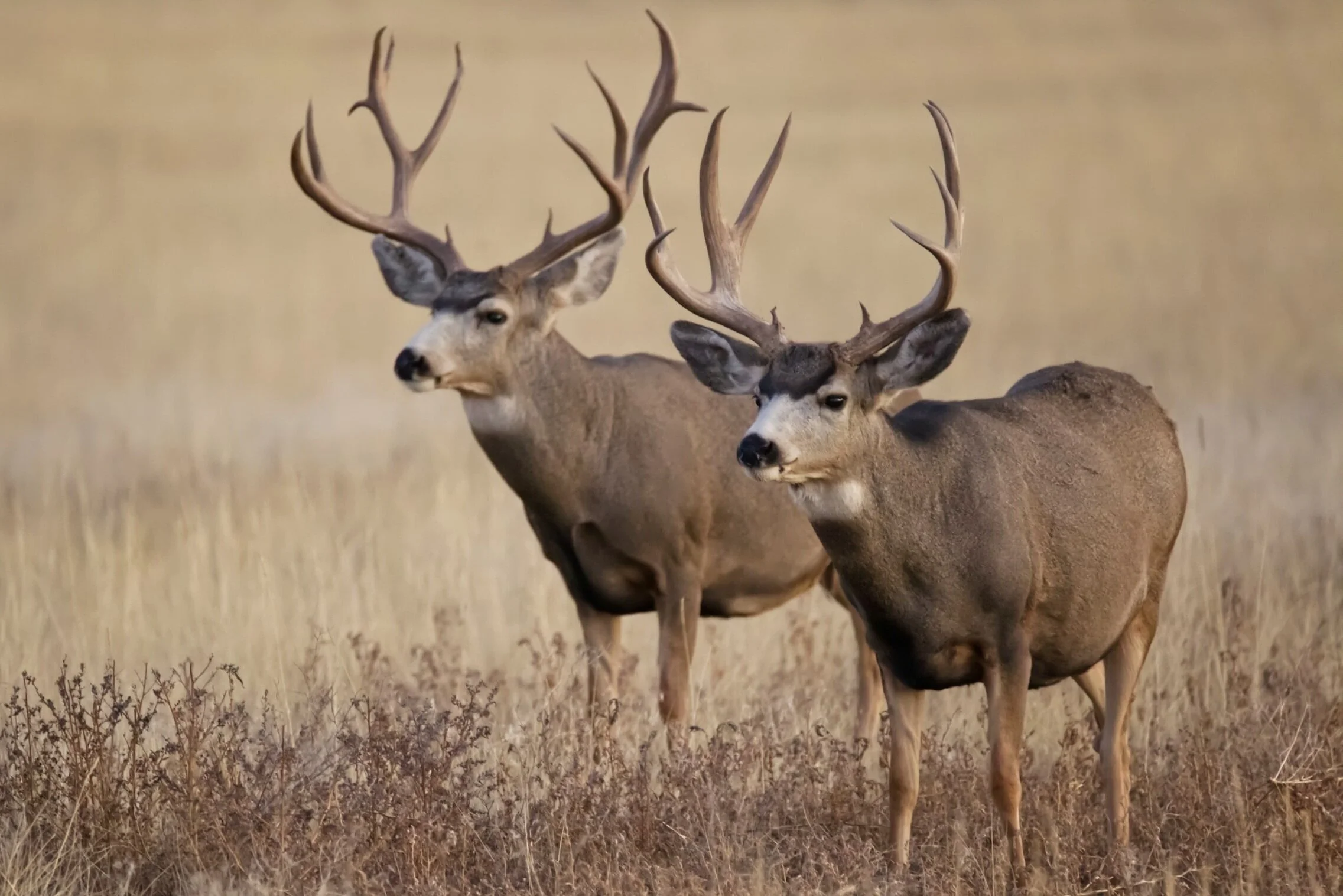 Montana Game Wardens Association