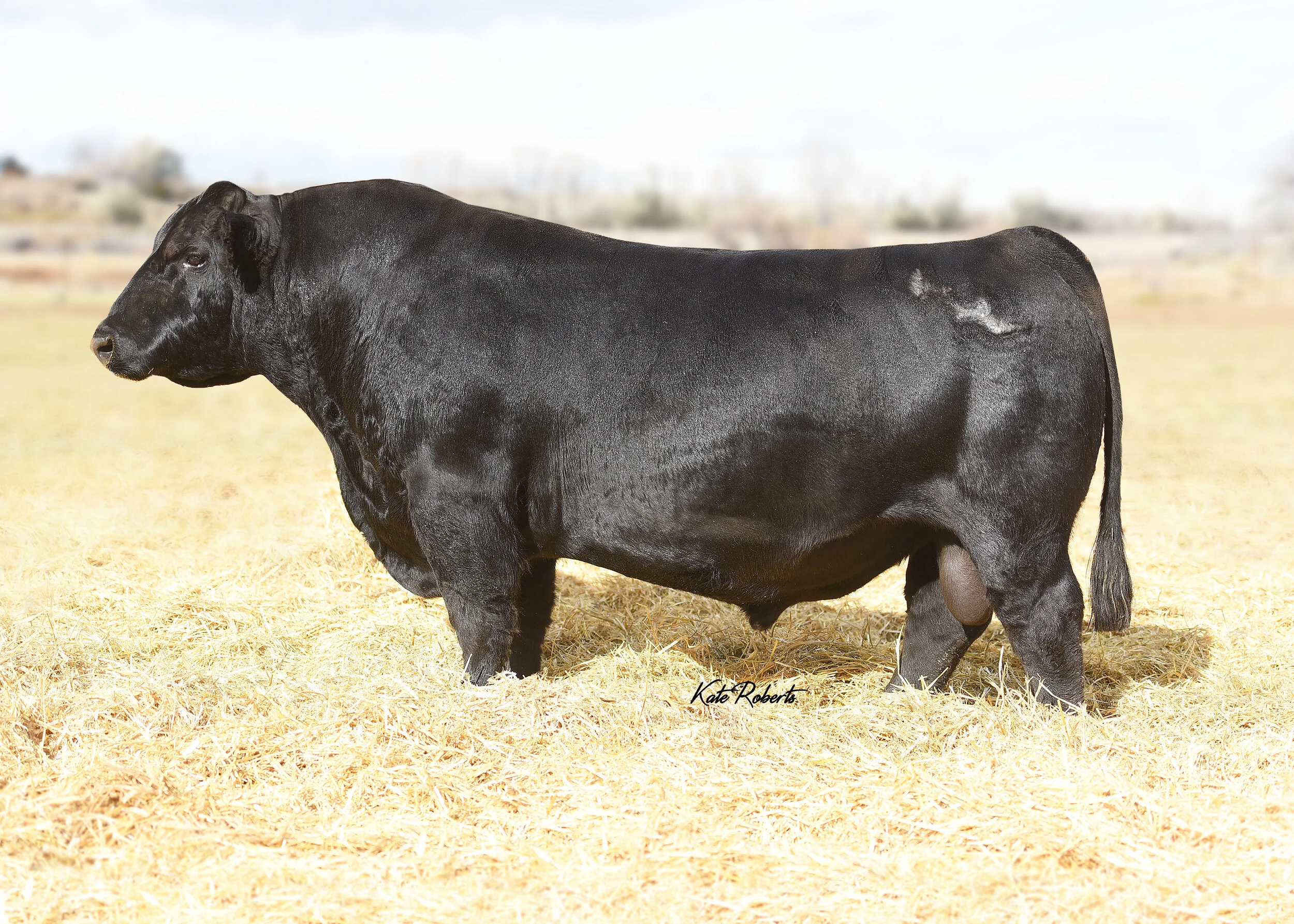 General 2 — Big Country Genetics
