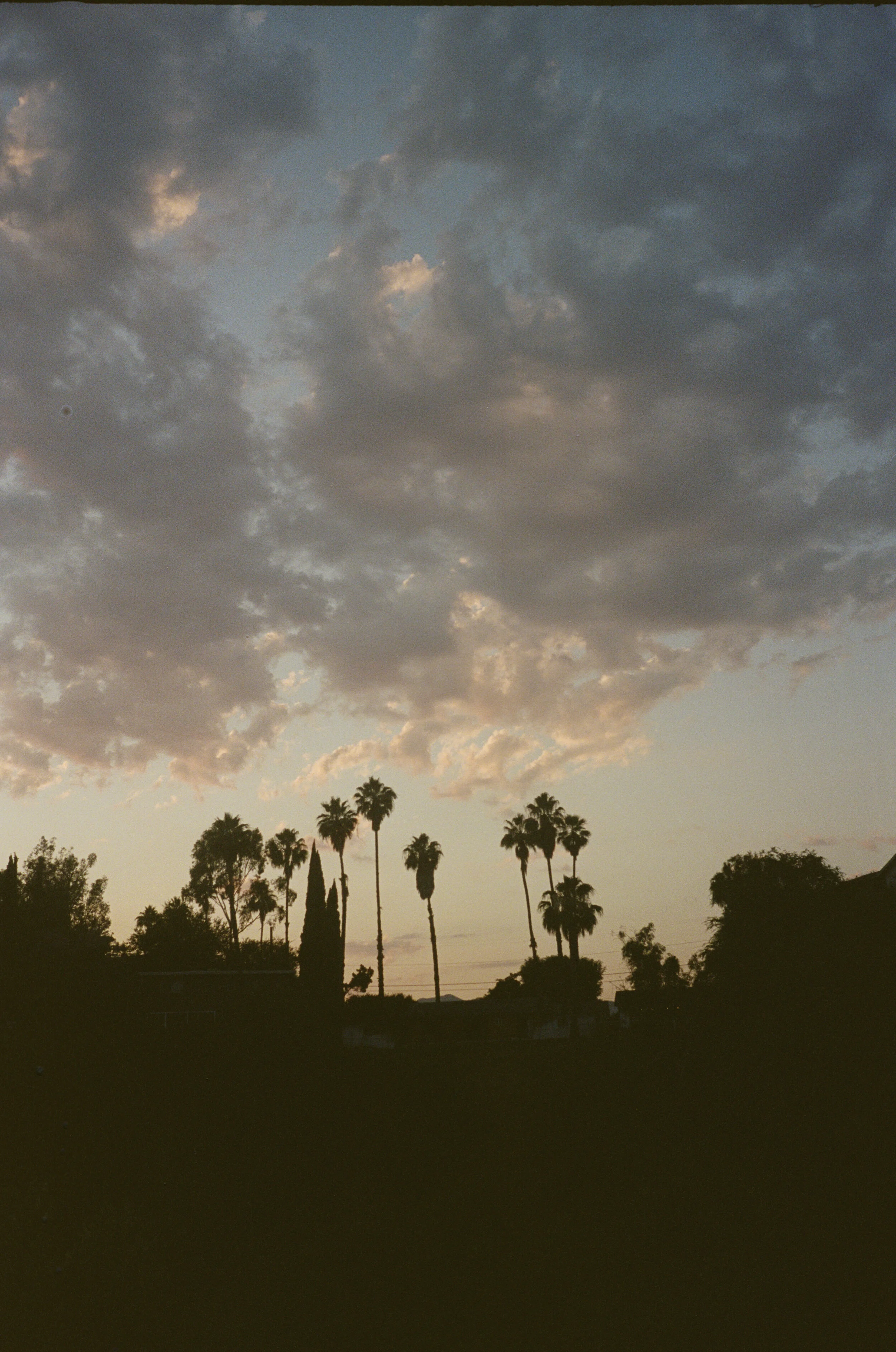 Palm Trees Tumblr Horizontal