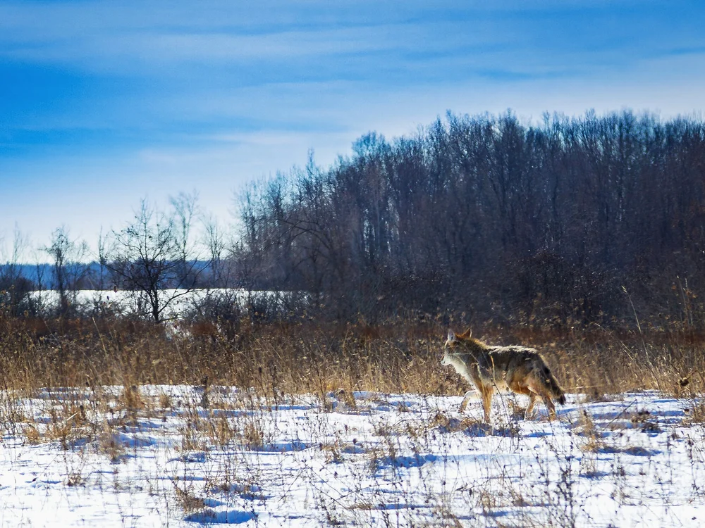 NH Trappers Association