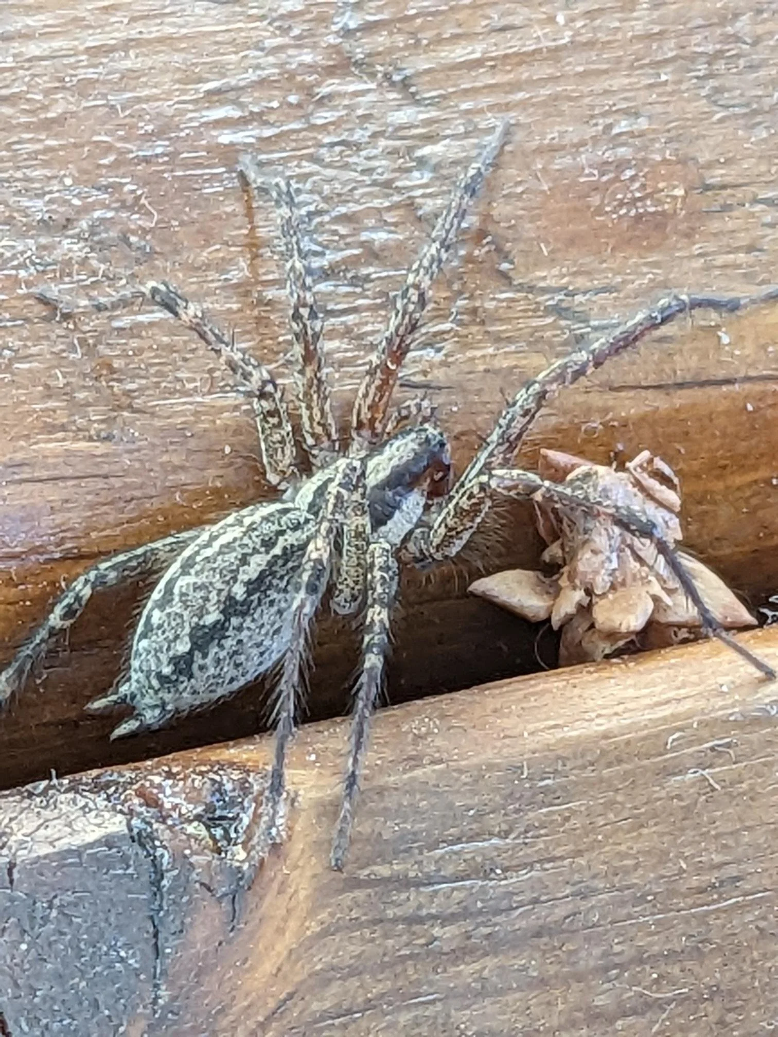 Strong, Fearless and in Love with Life After Long Covid — REBECCA TOLIN ...