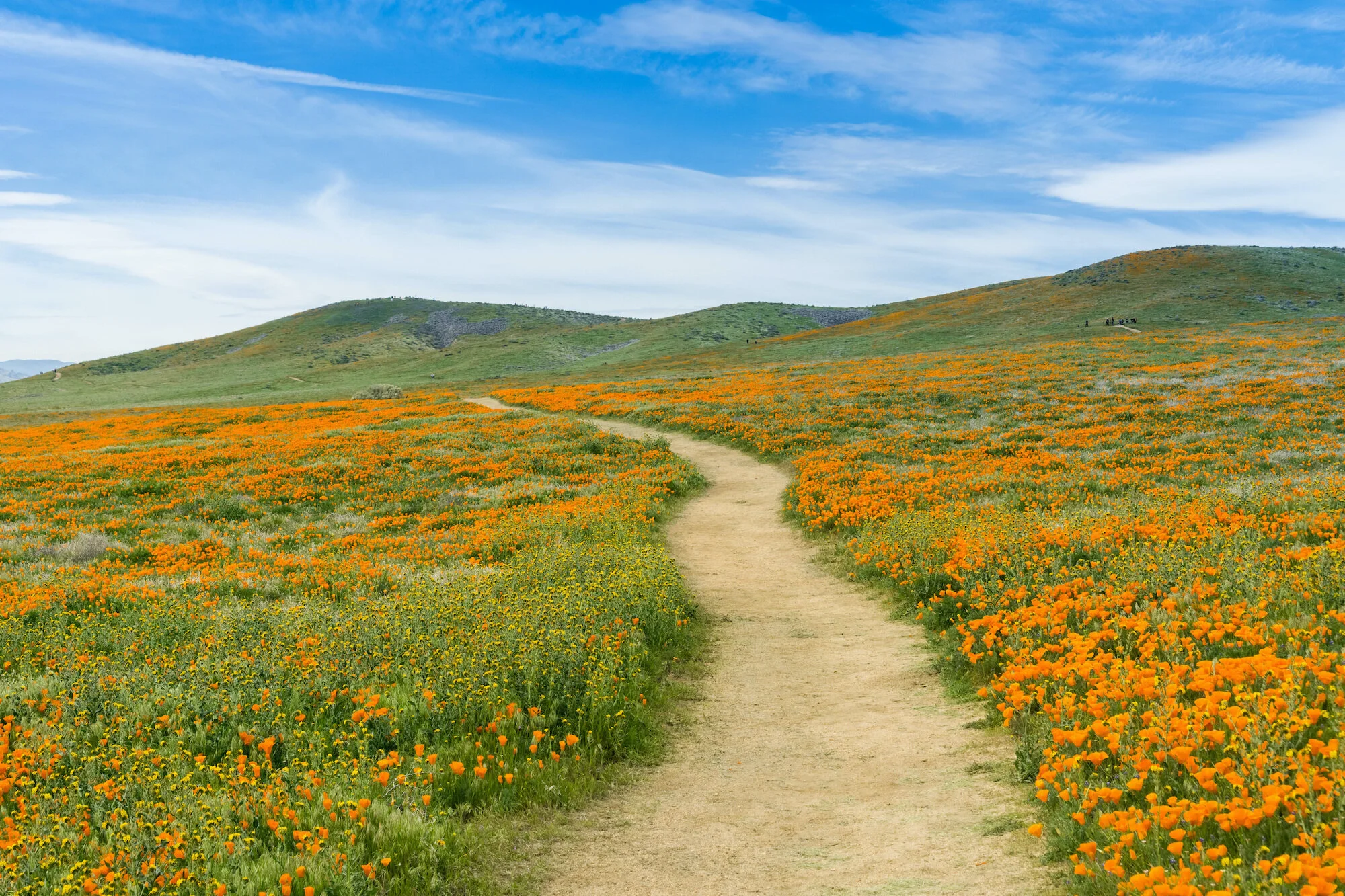 Jess Nichol Annie Nichol