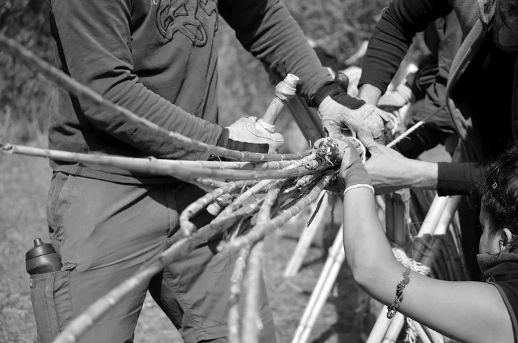 Design and Build with Mediterranean Cane — Building Impact Zero Network