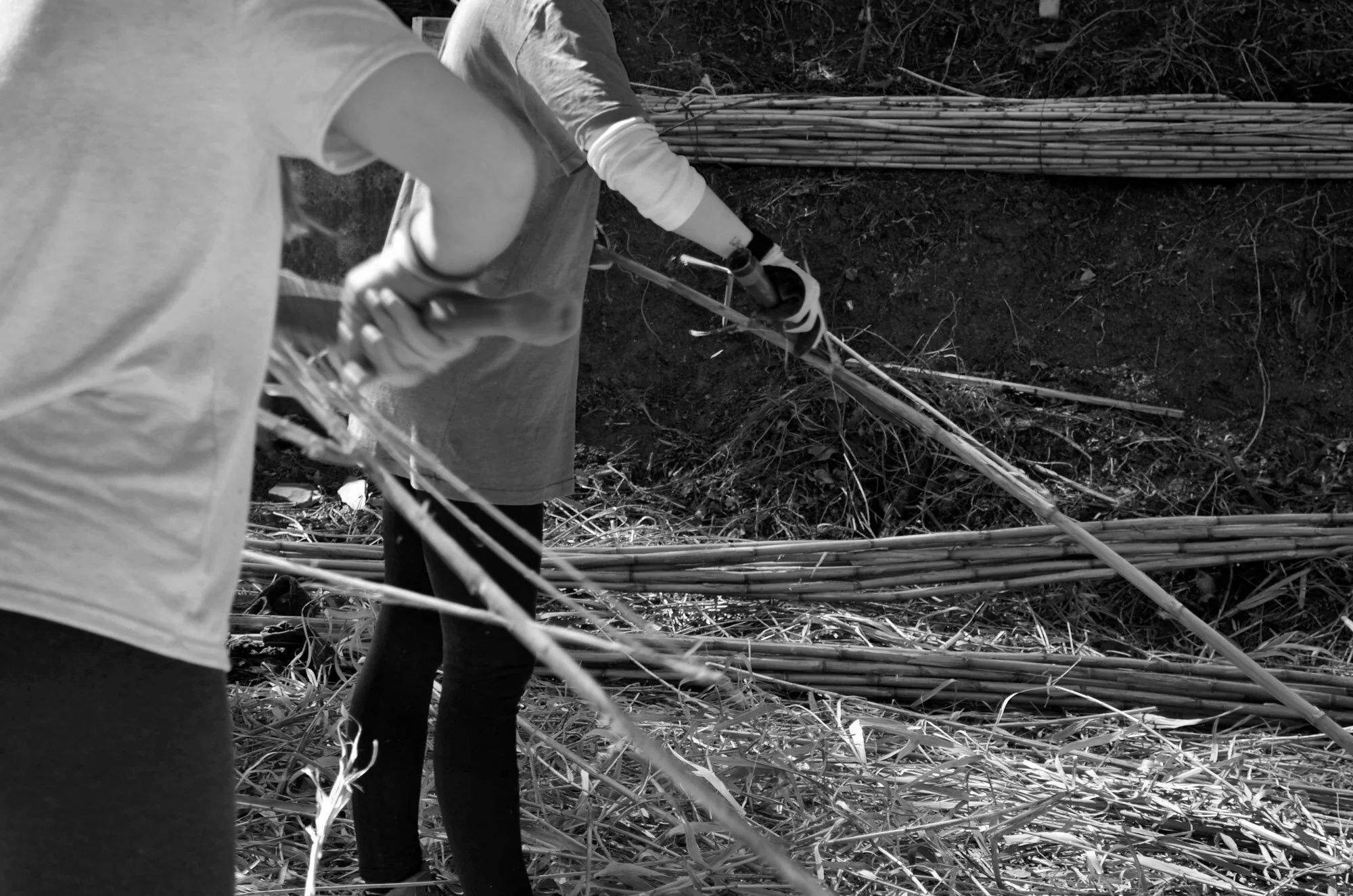 Design and Build with Mediterranean Cane — Building Impact Zero Network