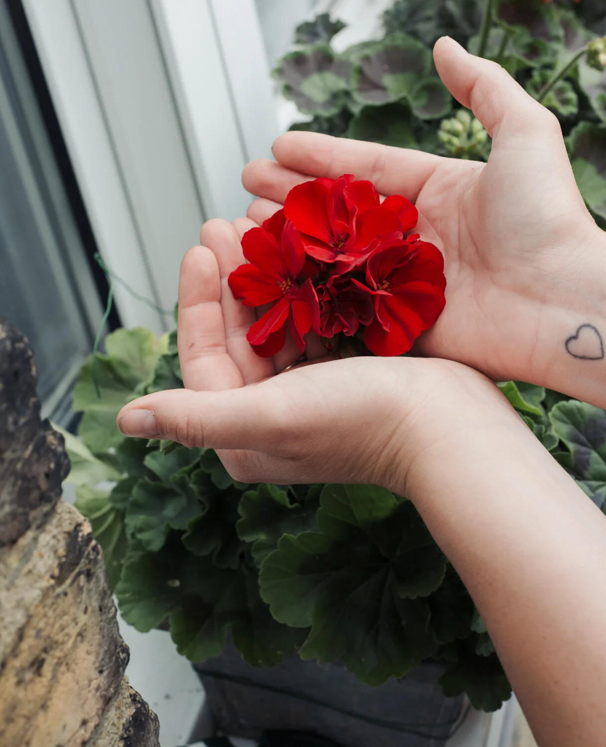 How to plant Red Geranium window boxes of dreams! | Hannah Bullivant ...