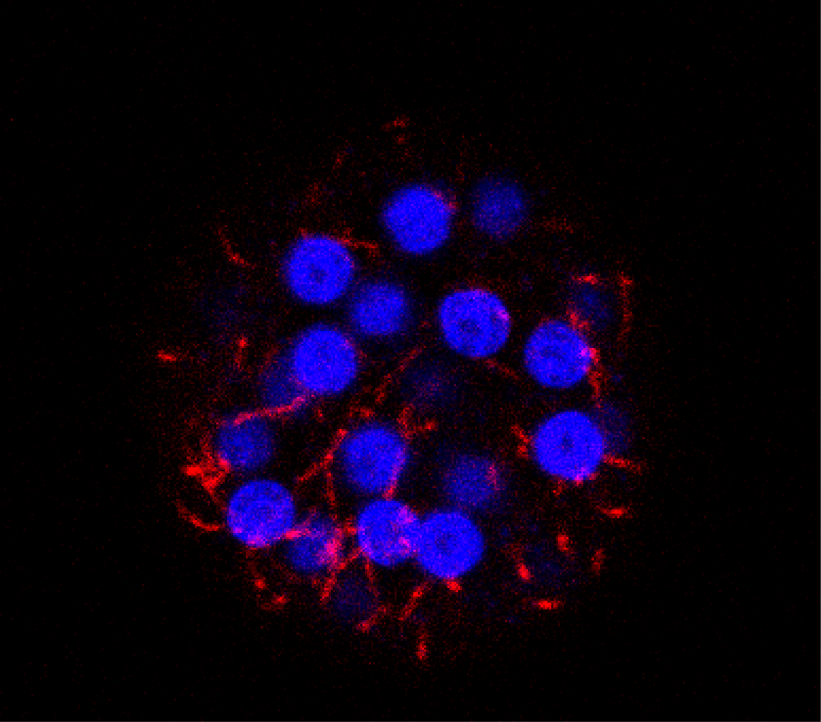 Model organisms — Multicellgenome Lab