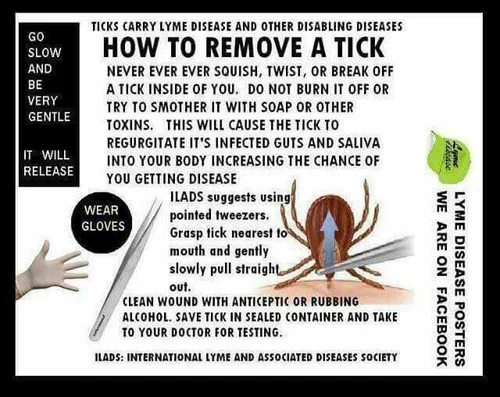 Bitten by a Tick? Here’s What to Do Next — Illinois Lyme Association