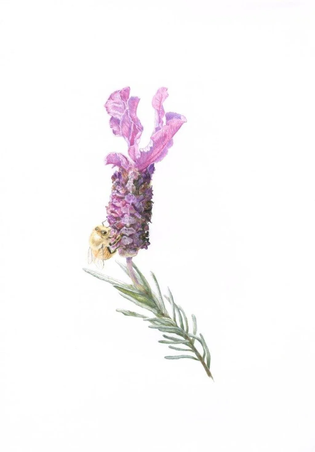 VIcki Jones — Botanical Art Society of New Zealand