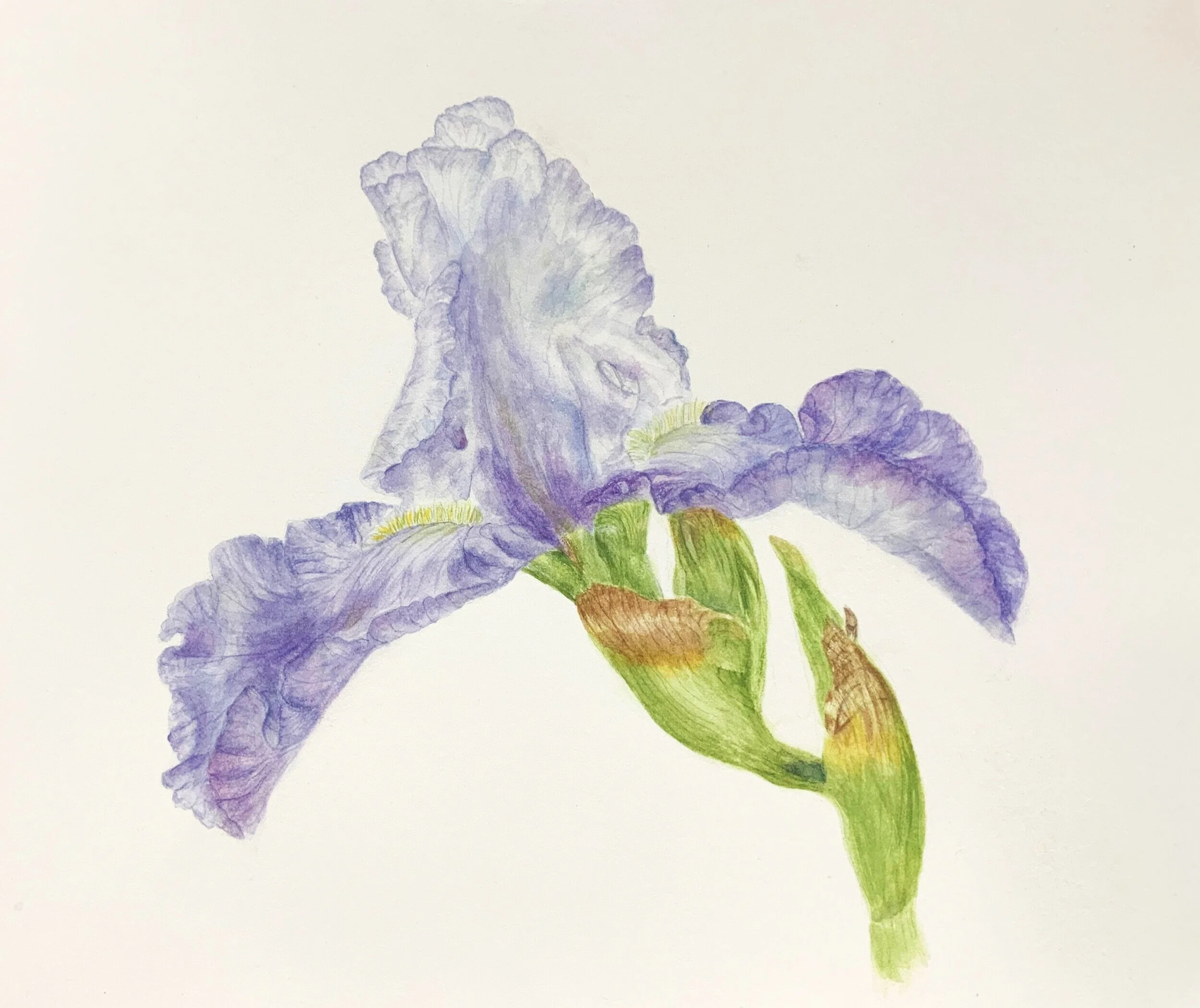 Botanical Art Society of New Zealand