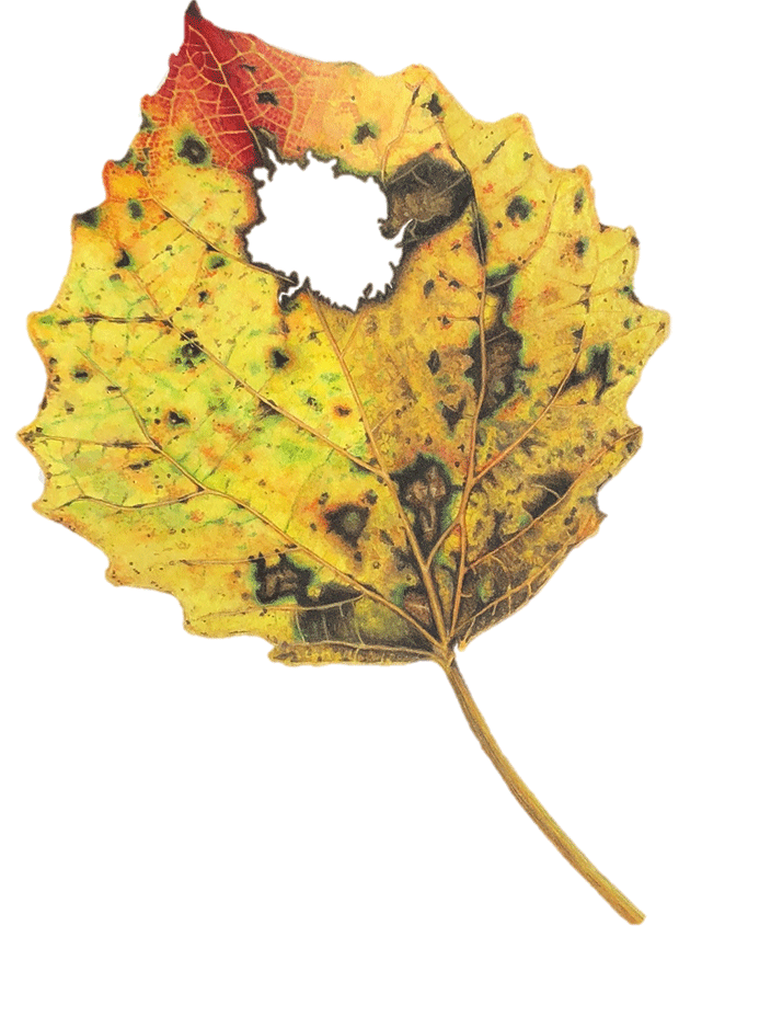 Lisa Dickson — Botanical Art Society of New Zealand