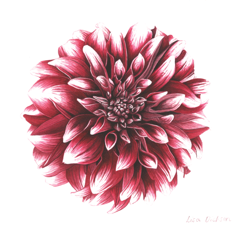 Lisa Dickson — Botanical Art Society of New Zealand