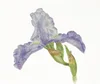 Elizabeth Yuill Proctor — Botanical Art Society of New Zealand
