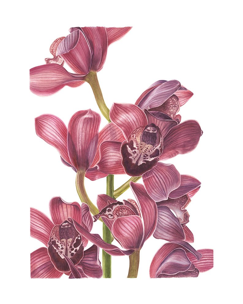 Suzy Abbot - January's Botanical Artist of the month! — Botanical Art ...