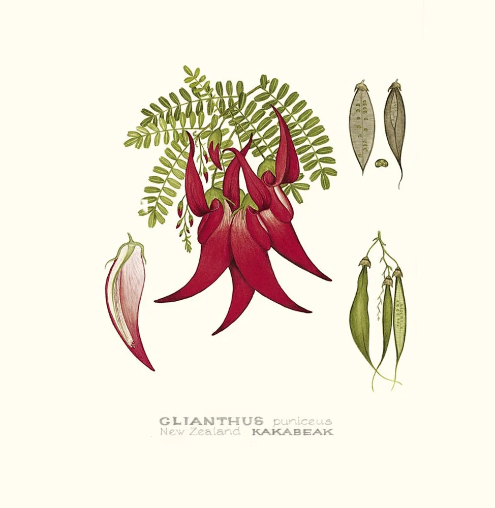 Jo Ewing — Botanical Art Society of New Zealand
