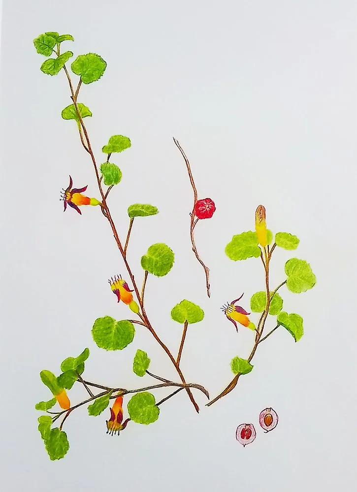 Dora Baker — Botanical Art Society of New Zealand